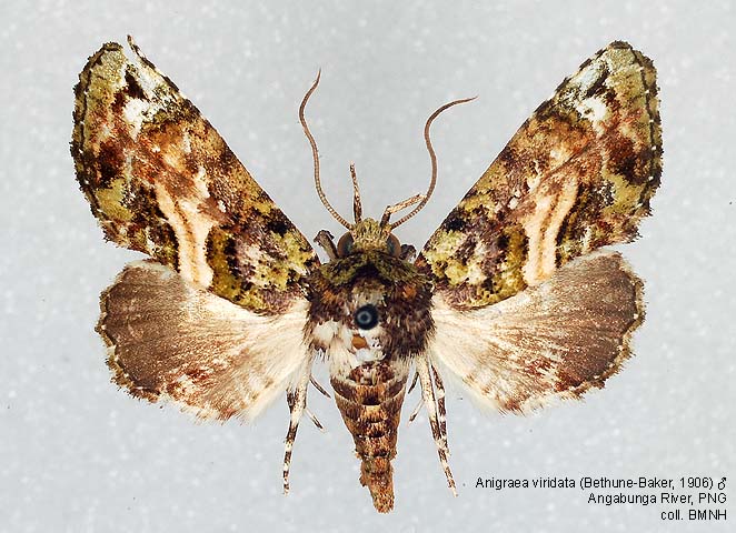 Papua Insects Foundation (Lepidoptera/Euteliinae thumbnails)